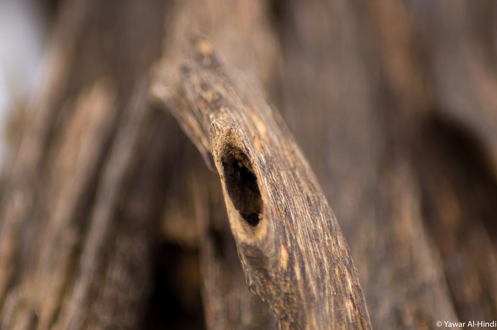 Oud, a fascinating, rare and precious raw material– H Parfums