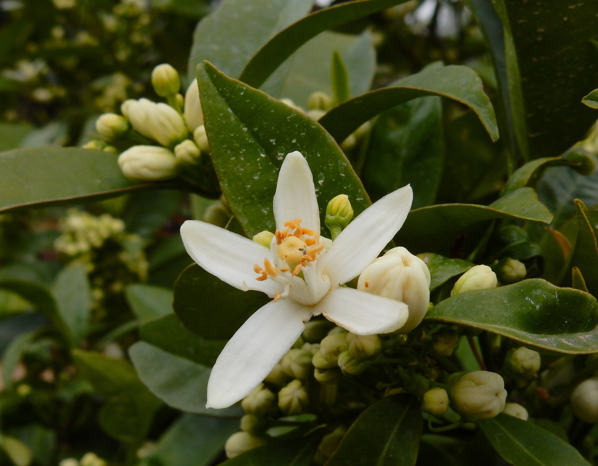 The Power of Scent: Neroli oil– H Parfums